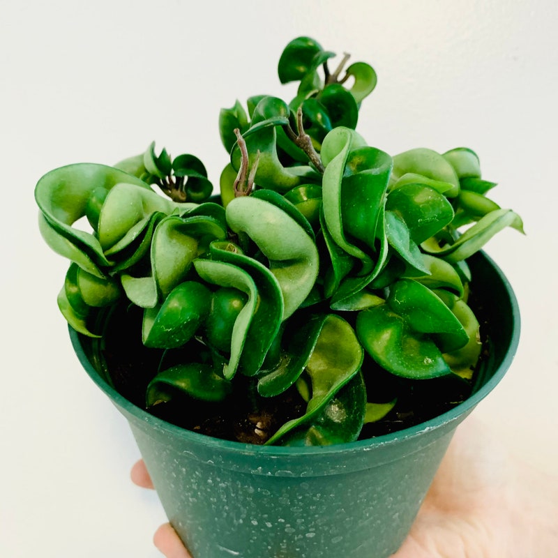 Hoya Rope Plant - Etsy