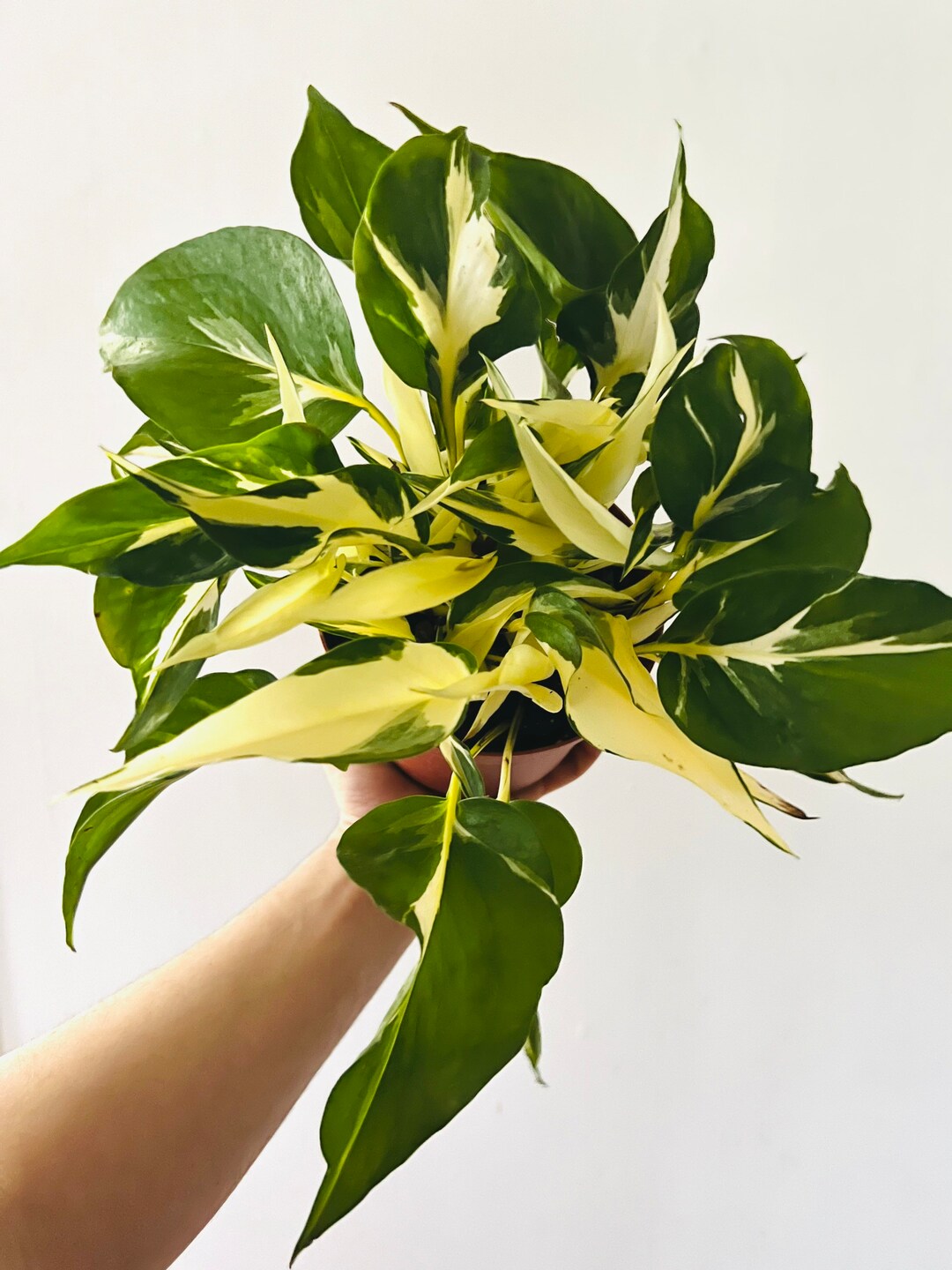 Mutant Manjula - Pothos - New Variety - Tropical Houseplant - Available ...