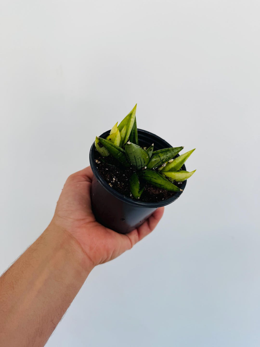 Sansevieria Boncel Variegated Mutation - Rare Sansevieria - Snake Plant ...