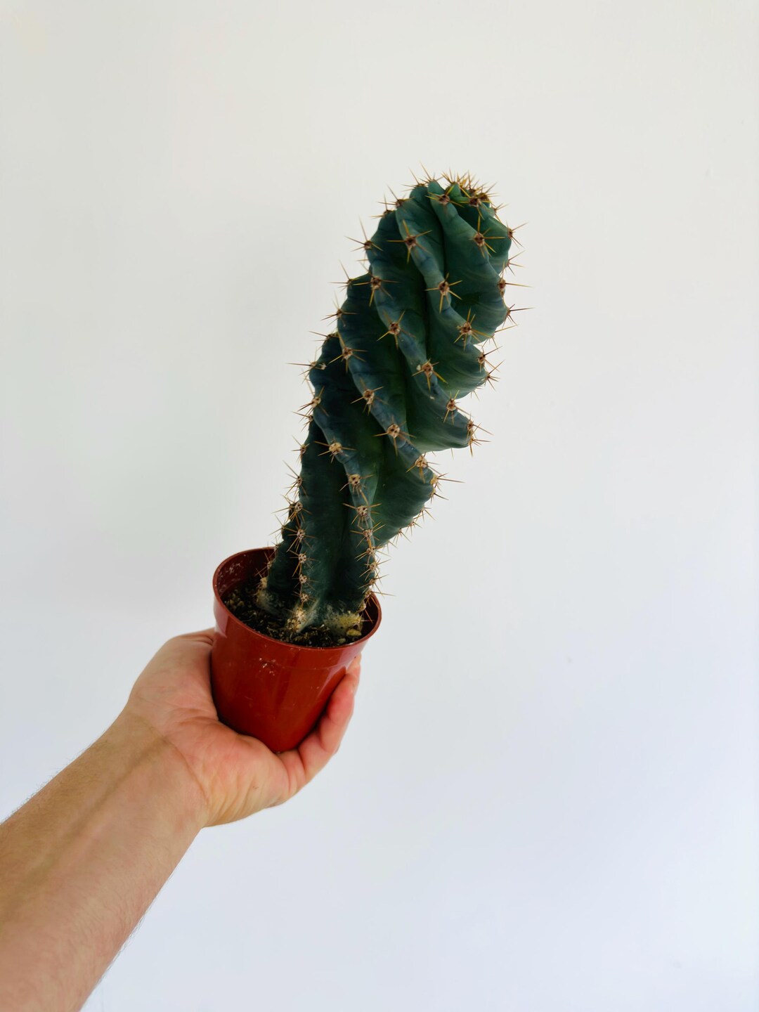 Spiral Cactus - Cereus Forbesii Spiralis - Blooming Cactus - Large ...