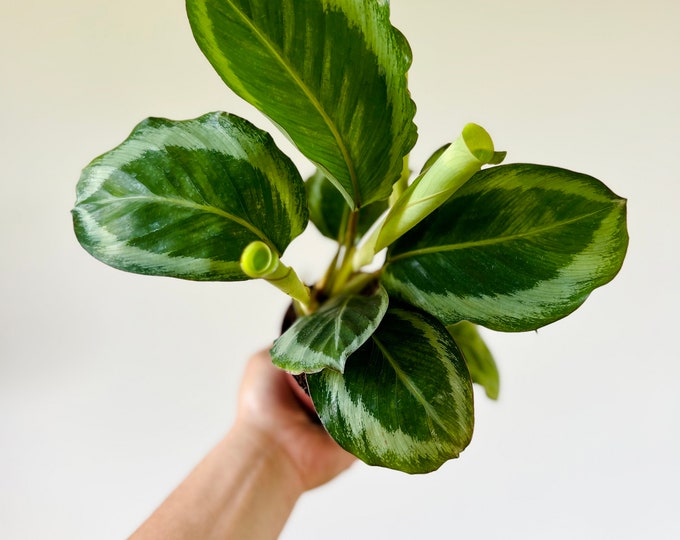 Calathea Gecko - Peacock Plant - Hybrid Calathea - Rare - 4" Pot - Etsy