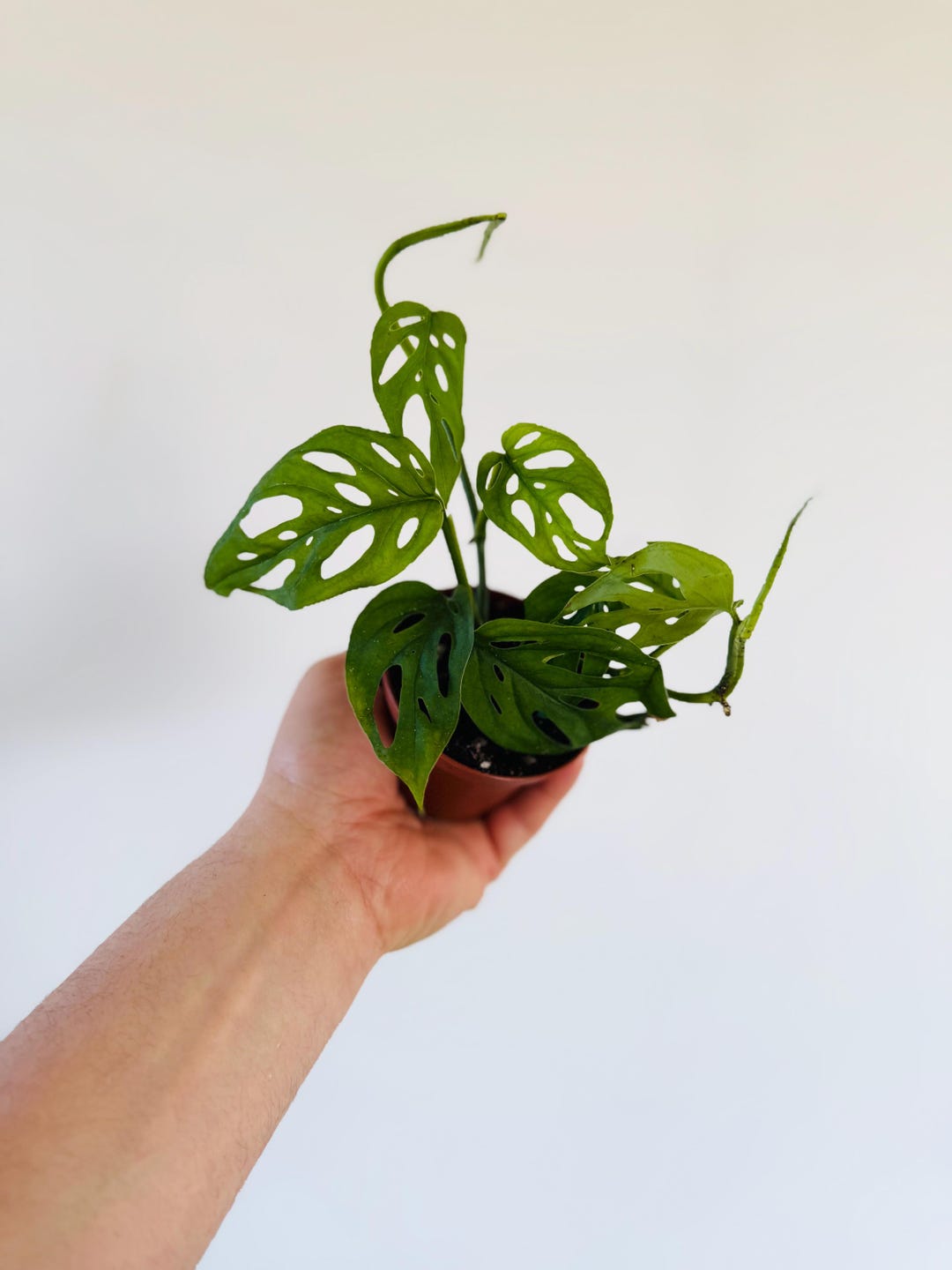 Monstera Esqueleto - Skeleton Plant - Rare Aroid - Tropical Plant ...