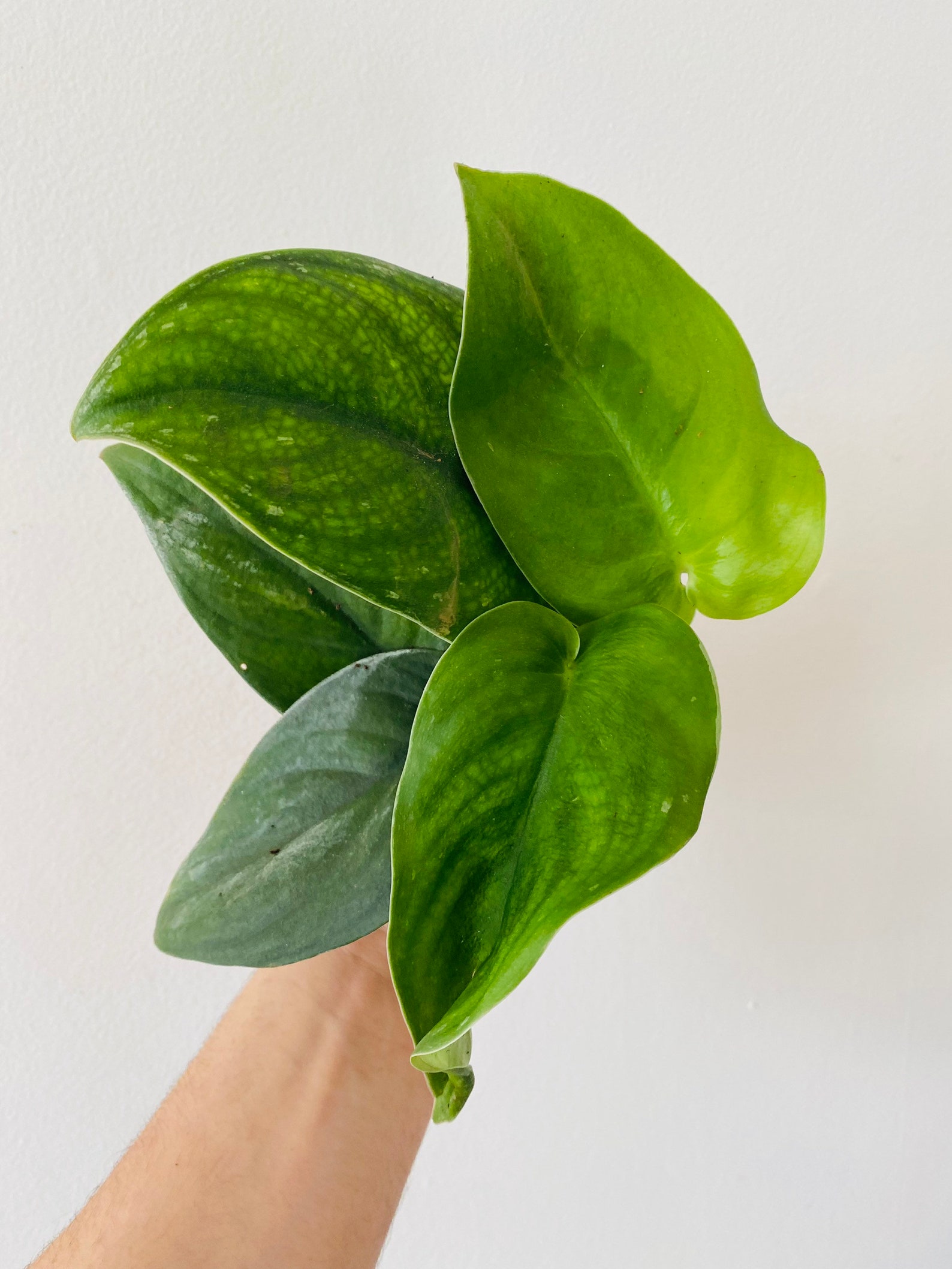 Scindapsus Jade Satin Rare Scindapsus Velvet Pothos Live - Etsy