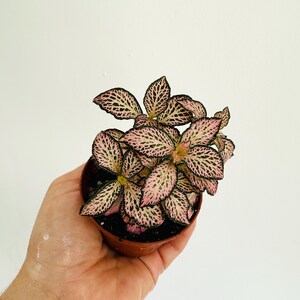 Fittonia Pink Tiger - Nerve Plant - Easy Plants - Beginner Plant - Live ...