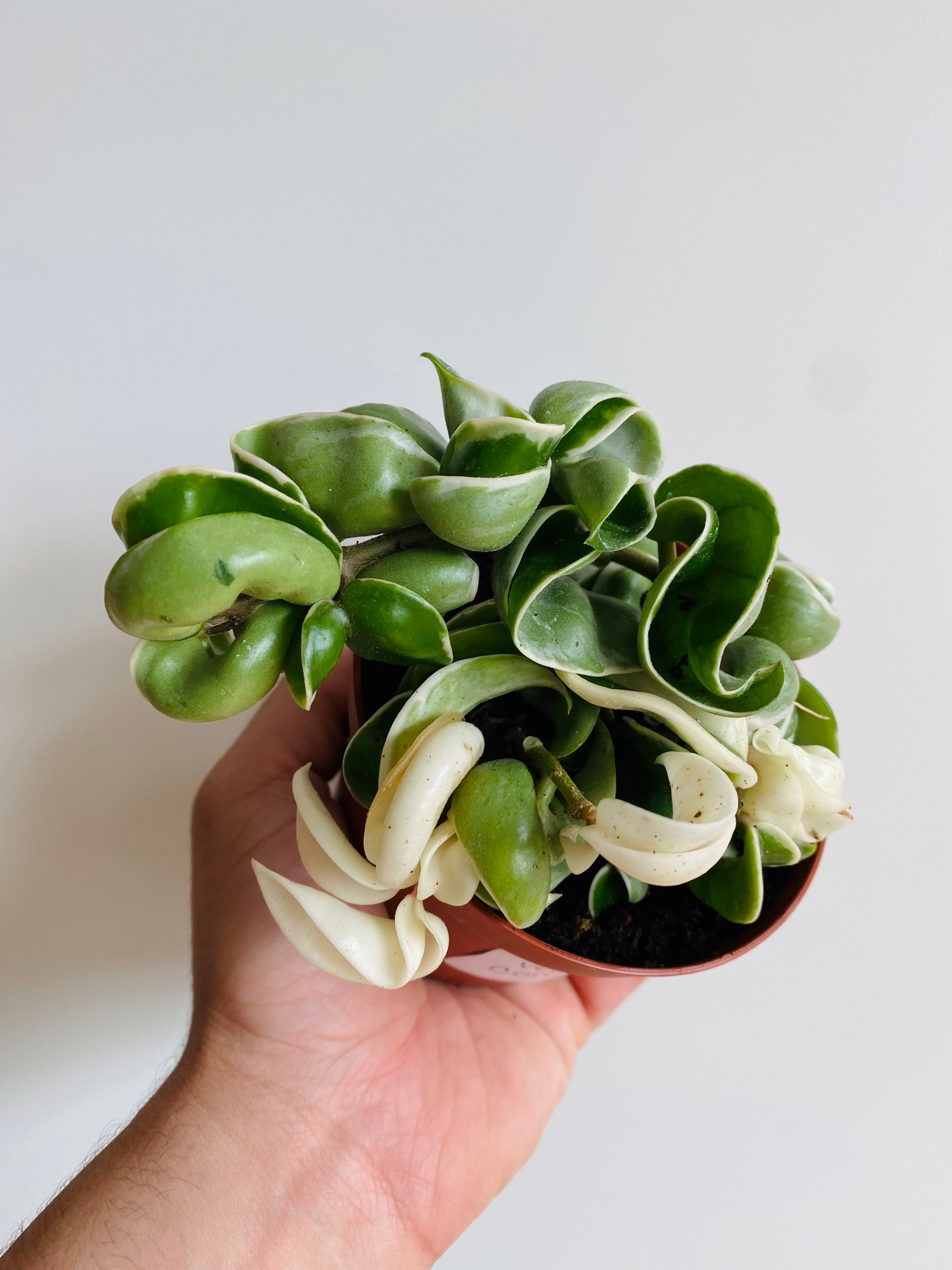 Variegated Hoya Compacta Variegated Hindu Rope Hoya - Etsy