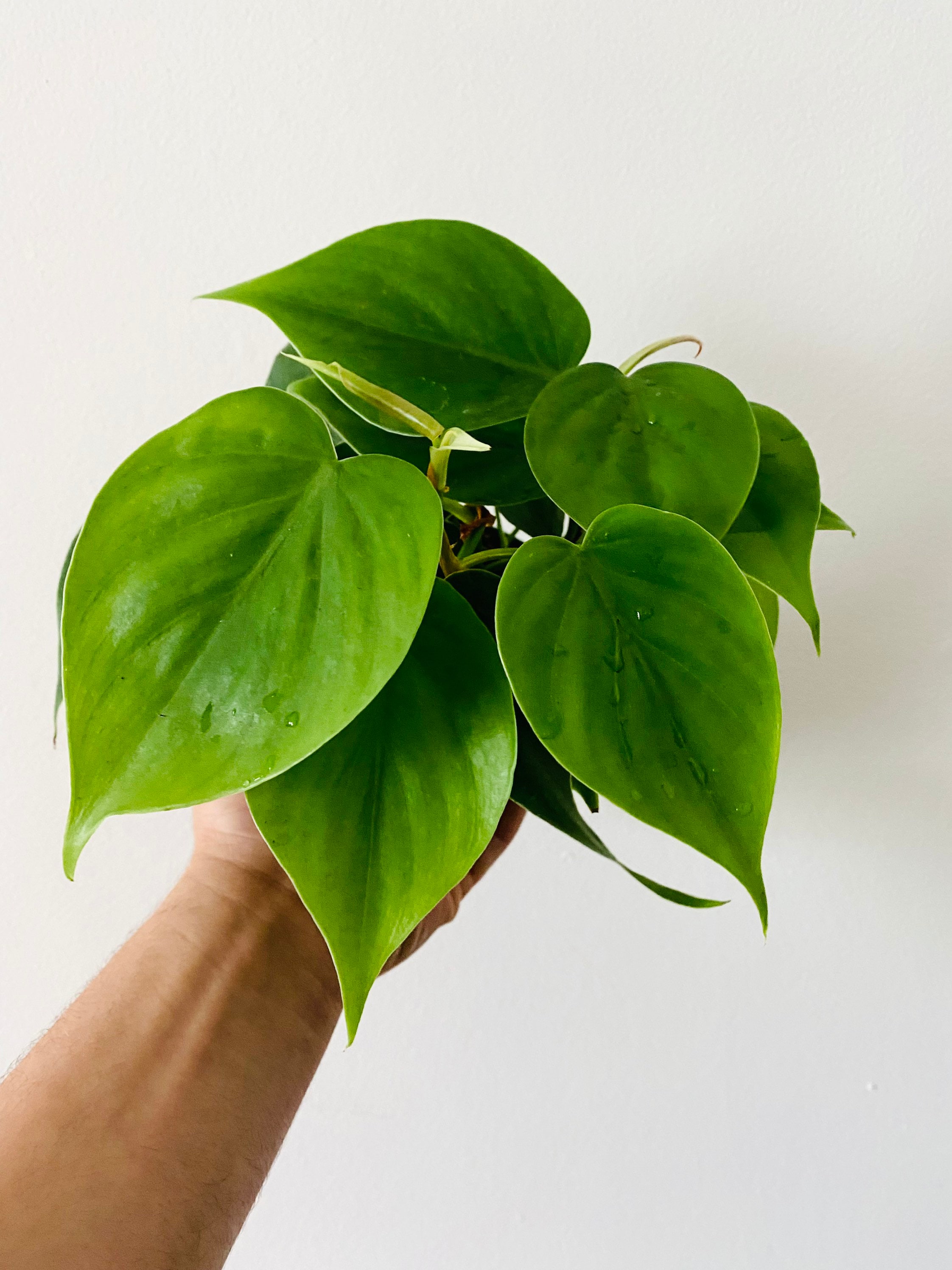 Philodendron Hederaceum Heartleaf Philodendron Available - Etsy