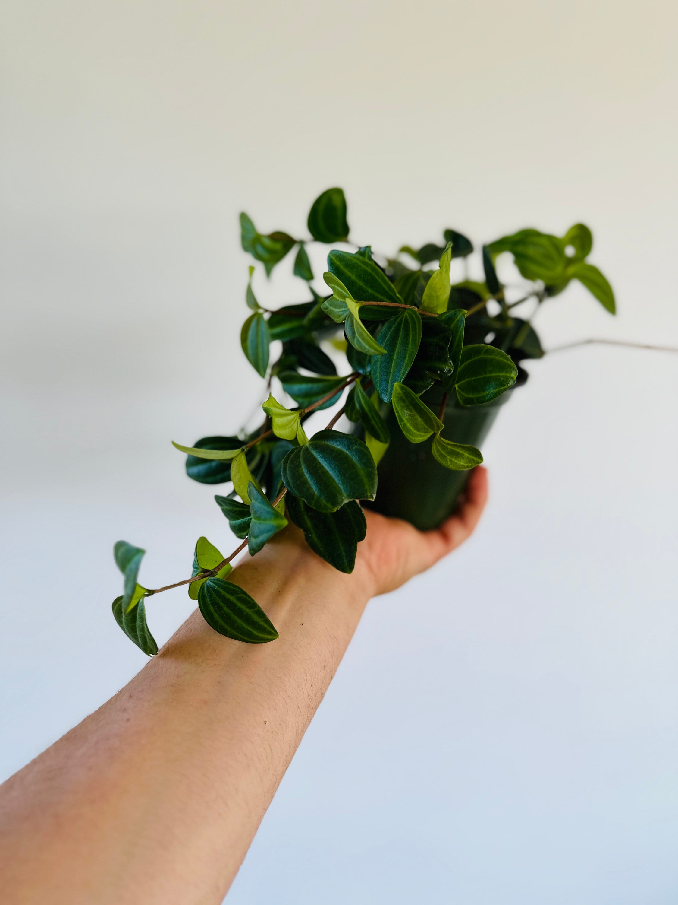 Peperomia Quadrangularis - Rare Peperomia - Very Large & Vining Plant ...