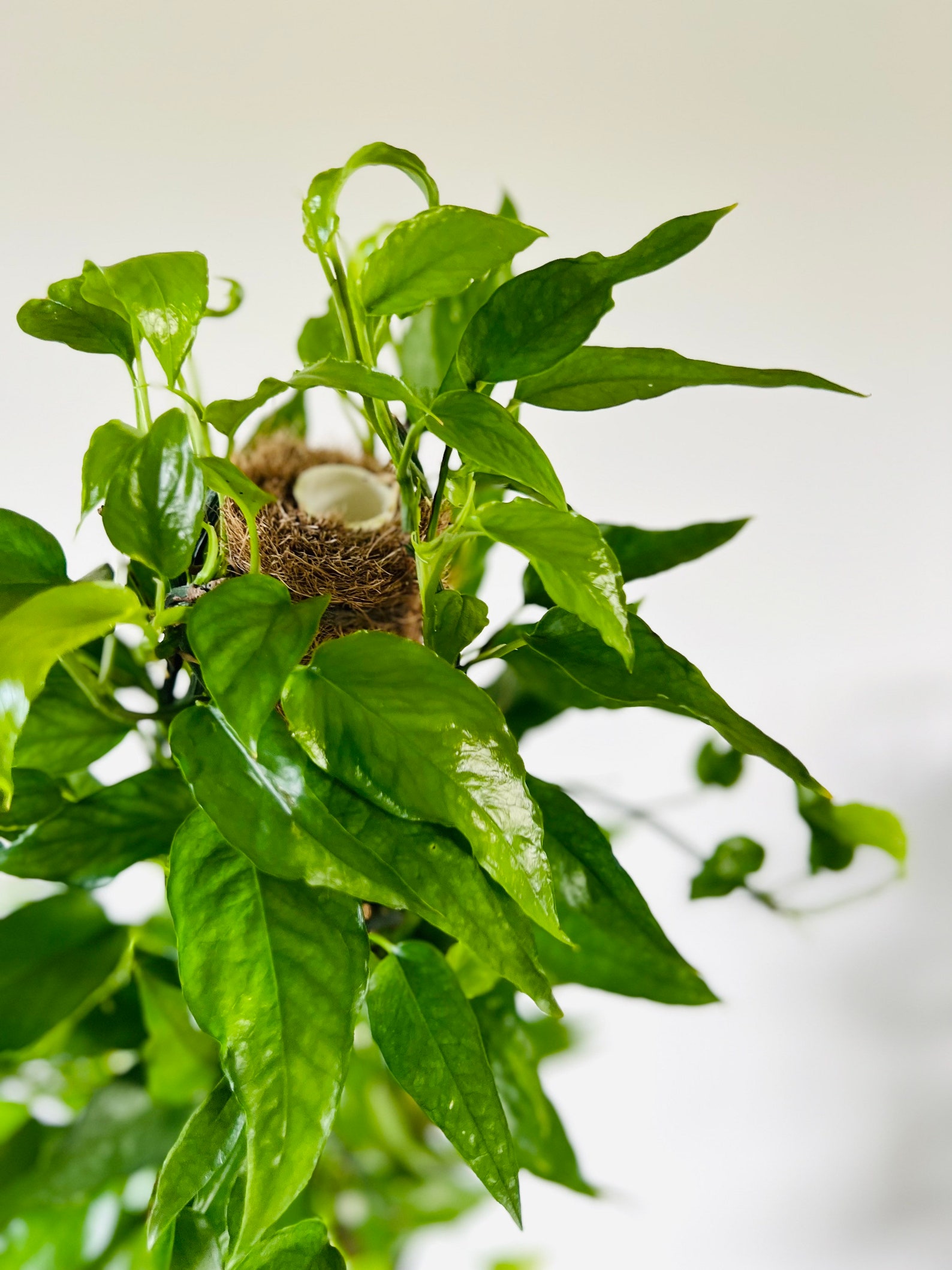 Skeleton Key Pothos Epipremnum Pinnatum skeleton Key - Etsy