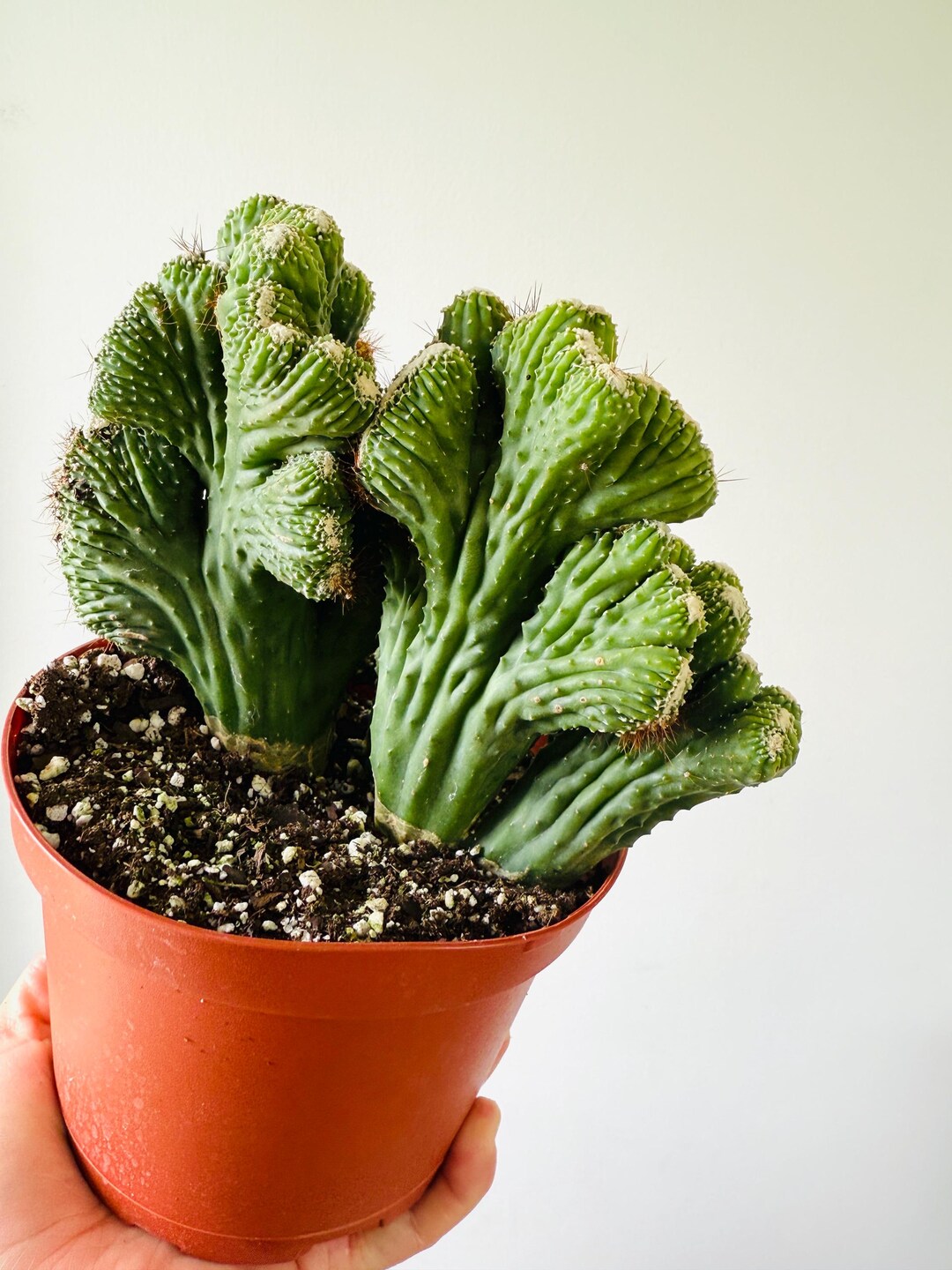 Monster Crested Cactus: Rare Easy Houseplant - Bohemian Cactus - Etsy