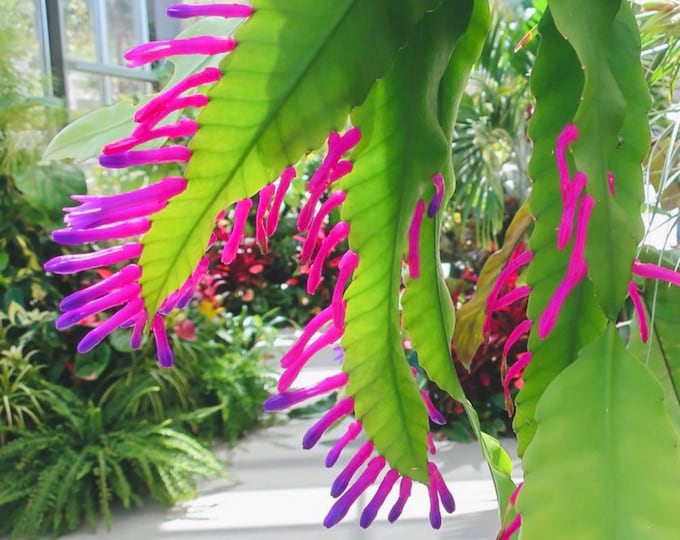 Blue Flame Cactus Pseudorhipsalis Amazonica Blue Blooming Cactus ...