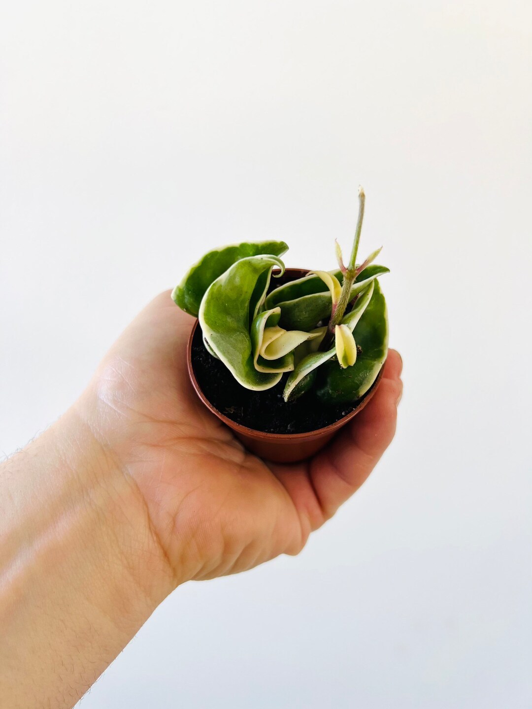 Variegated Hoya Compacta - Variegated Hindu Rope - Starter Plant - Live ...