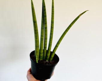 BrumleyandBloom - Etsy