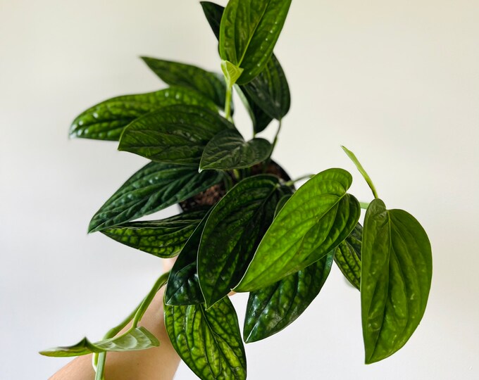 Monstera Peru - Full Heads & Trailing - Live Plant in 6” Pot - Etsy