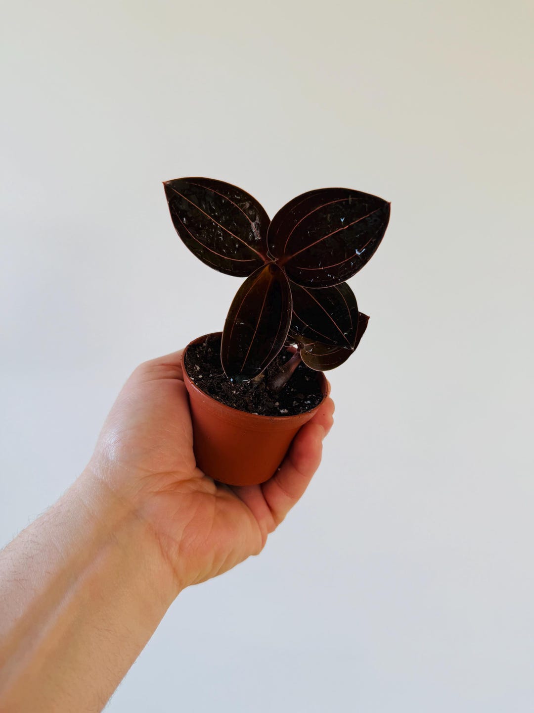 Sea Turtle Jewel Orchid - Gothic Decor - Black Houseplants - Live Plant ...