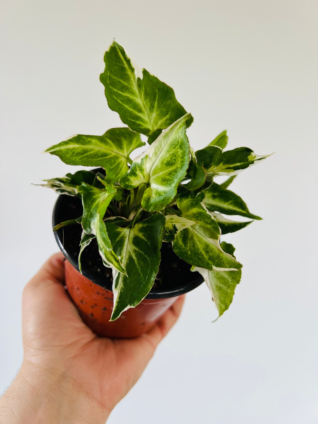 Syngonium Starlite Rare Variegated Syngonium Podophyllum Live ...