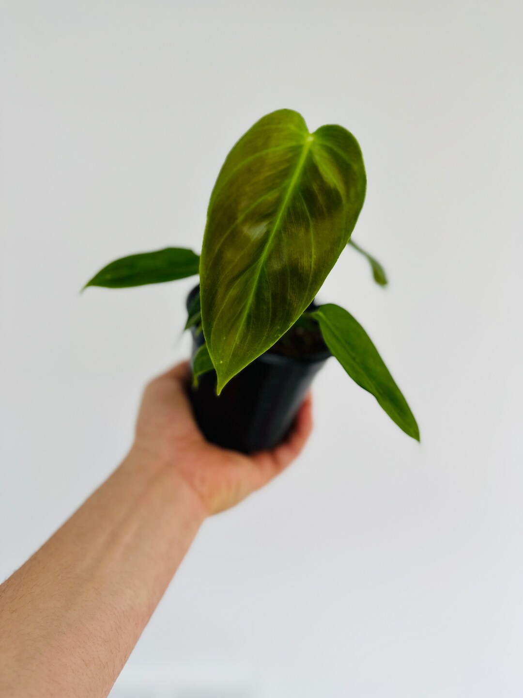 Philodendron Esmeraldense Ruffled Plants Climbing Aroids Live Plant in ...