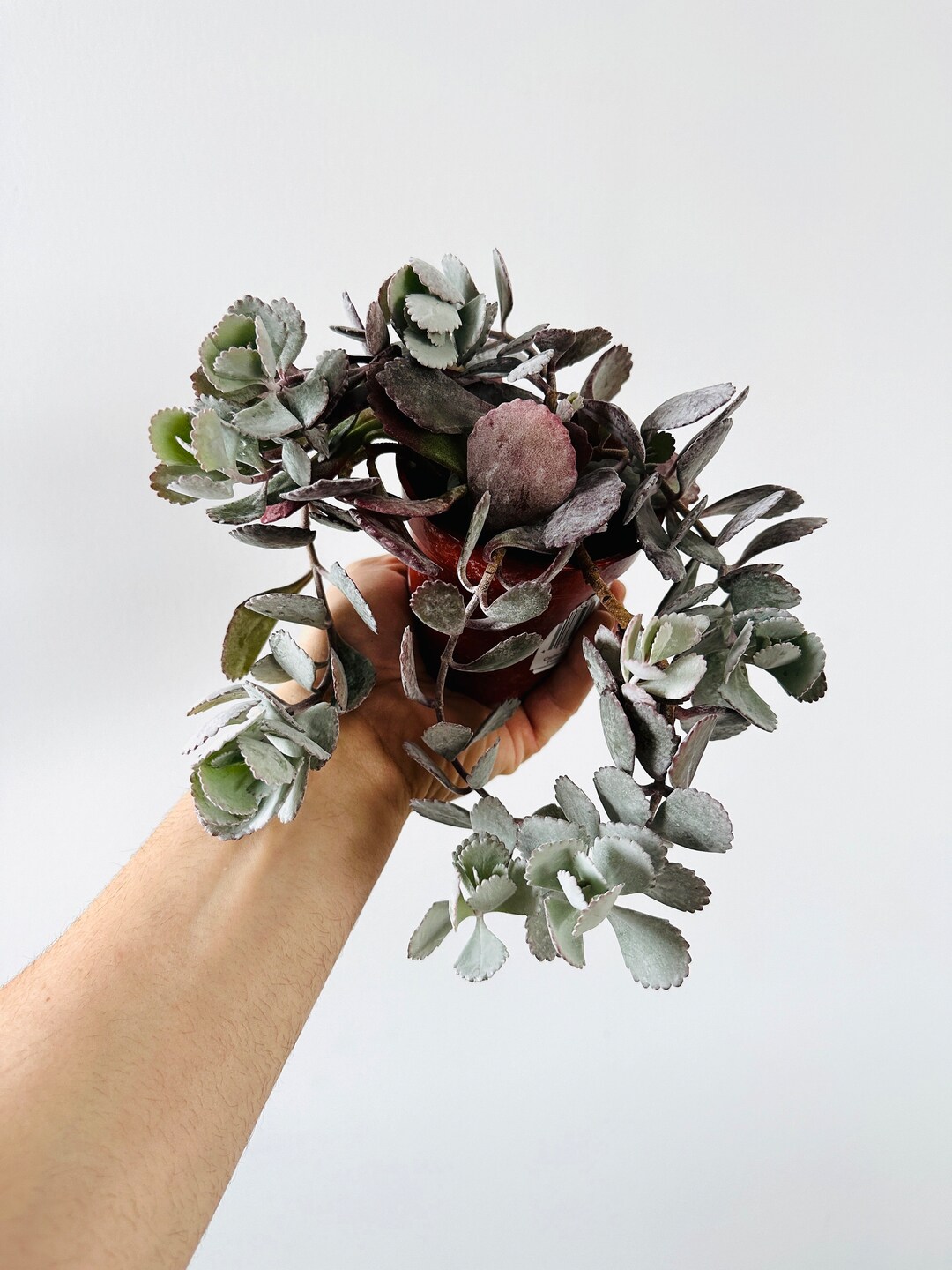 Silver Puma Vine Kalanchoe Pumila Silver Live Plant in 4 Pot - Etsy