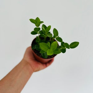 Hoya Cumingiana Sweet Nectar Hoya Rare Hoya Live Plant in 4 Pot - Etsy