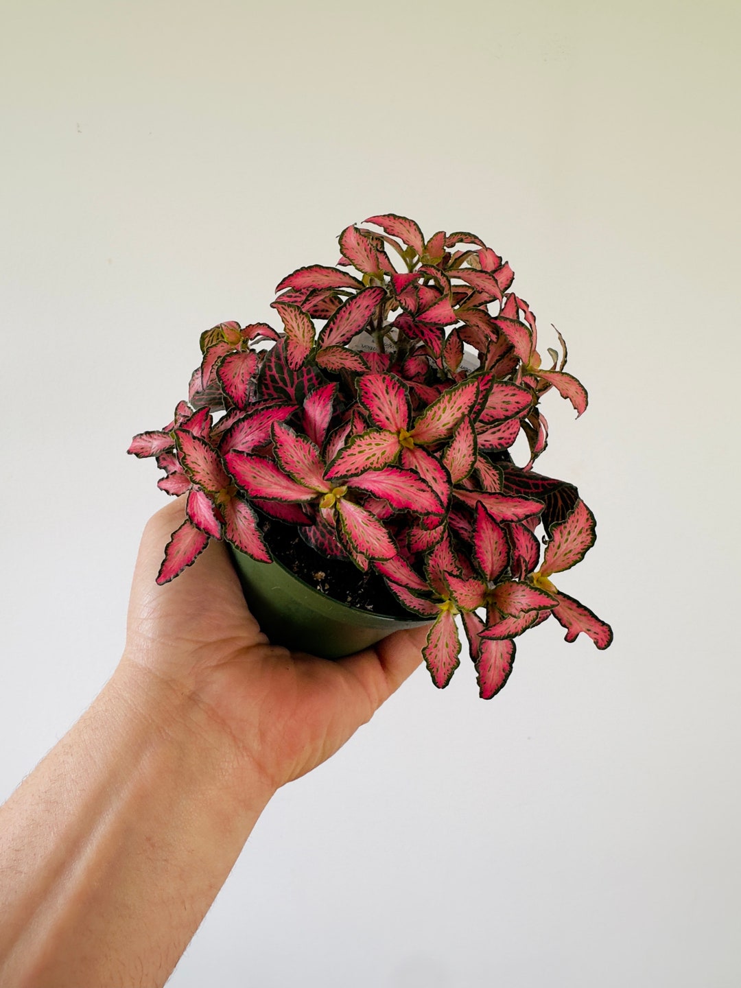 Fittonia Black Star - Nerve Plant - Easy Plants - Beginner Plant - Live ...