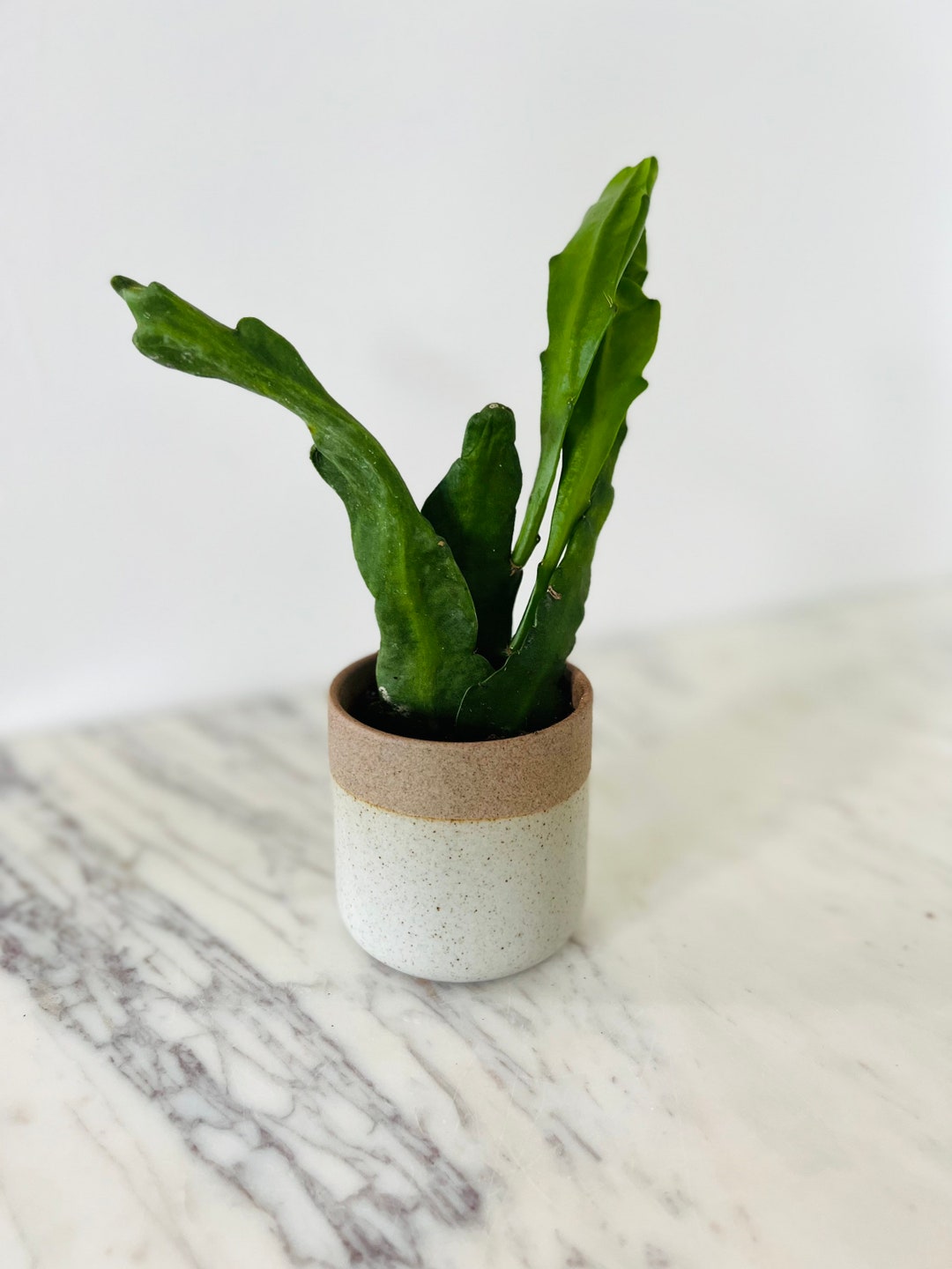 Lucas Planter - Speckled Two Tone - Ceramic Planter - in Multiple Sizes ...