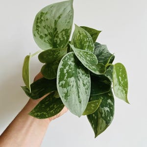 Scindapsus Silver Anne - Satin Pothos - Live Plant in 4" Pot - Etsy