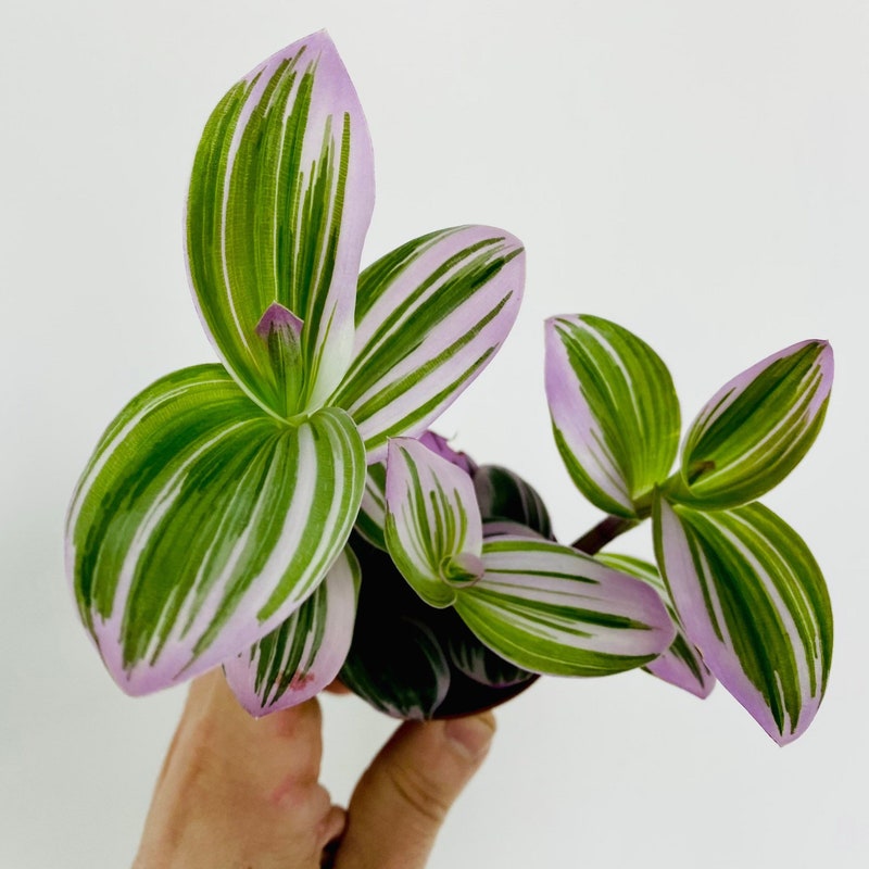 Tricolor Wandering Plant - Etsy