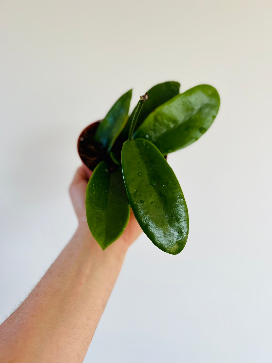 Hoya Meliflua Ssp. Fraterna - Full Heads - Rare Hoya - Live Houseplant ...