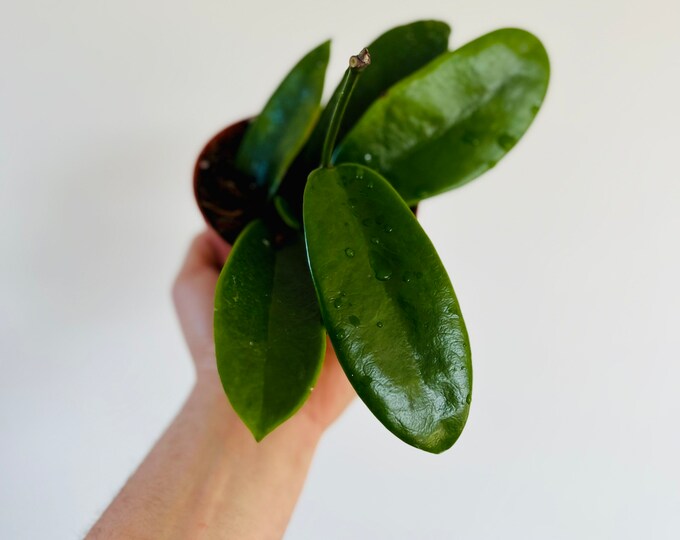 Hoya Meliflua Ssp. Fraterna - Full Heads - Rare Hoya - Live Houseplant ...