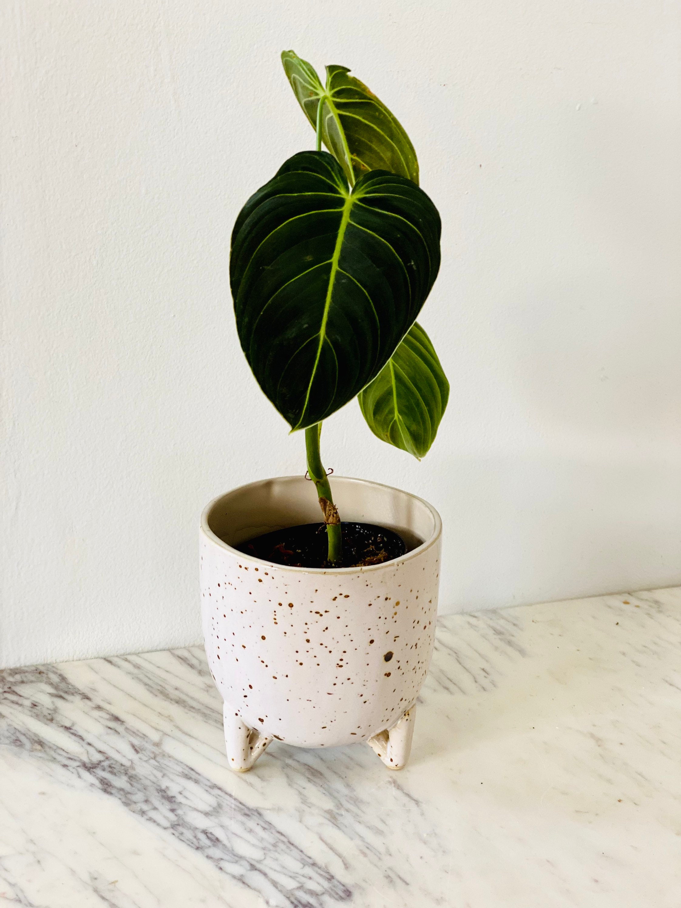Nora Pot Footed Speckled Planter in Multiple Sizes | Etsy