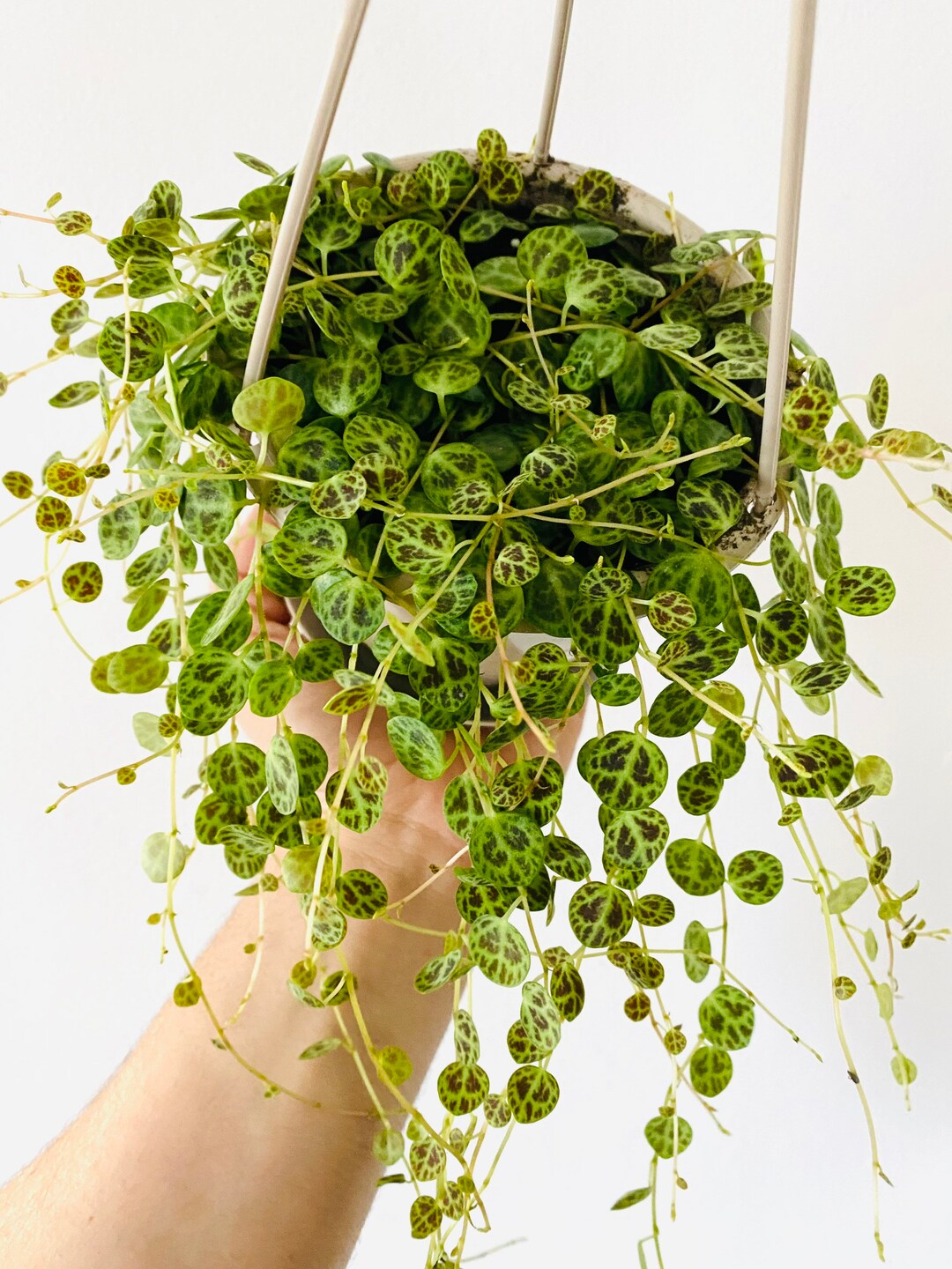 String of Turtles - Peperomia Prostrata - String of Things - Tropical Houseplant - Live Plant in ...