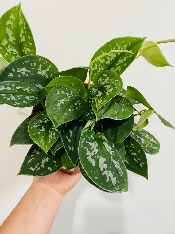 Scindapsus Pictus Argyraeus Silver Satin Pothos Live - Etsy