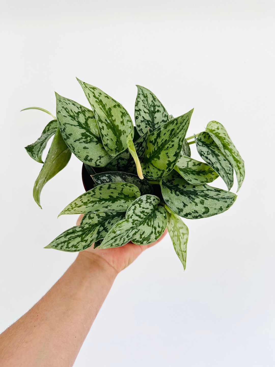 Scindapsus Silver Lady Silver Pothos Plant Easy Houseplant Live Plant ...