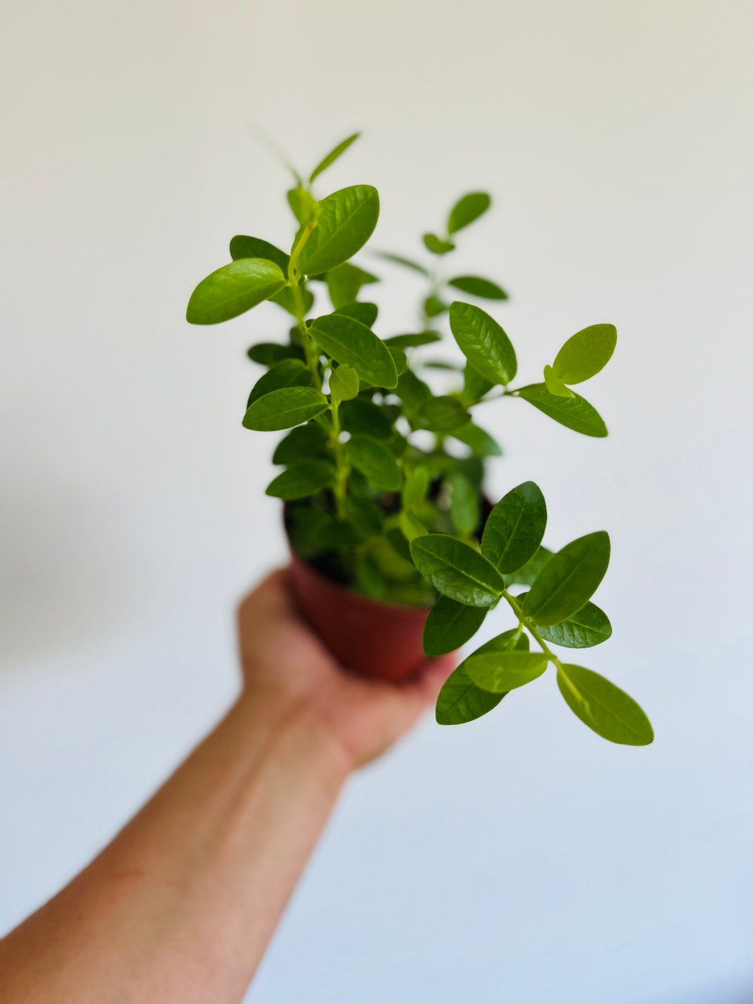 Hoya Cumingiana: Sweet Nectar Rare Hoya - Live Plant in 4” Pot - Etsy