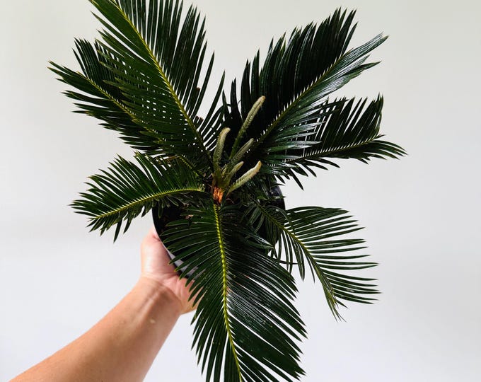 King Sago Palm - Cycas Revoluta - Palm Tree - Available in 6” Pots - Etsy