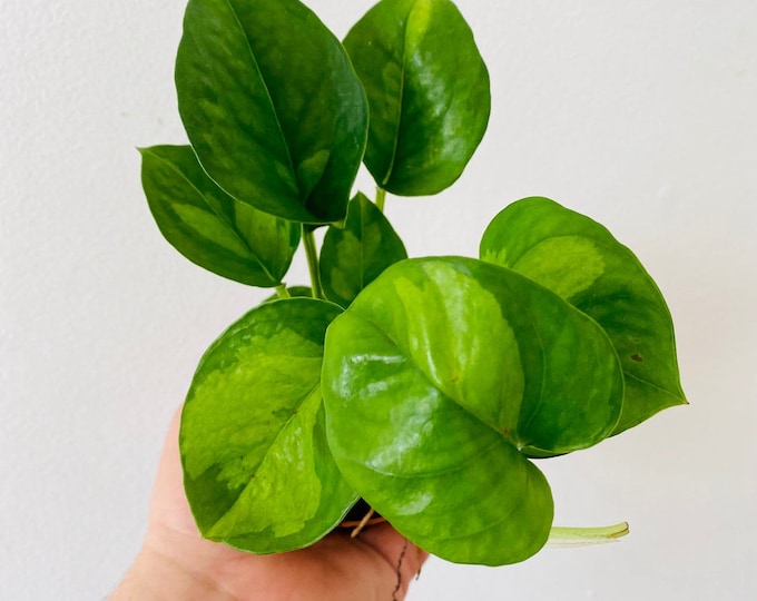 Global Green Pothos, Epipremnum Aureum, Devil's Ivy, Air Purifying, Low ...