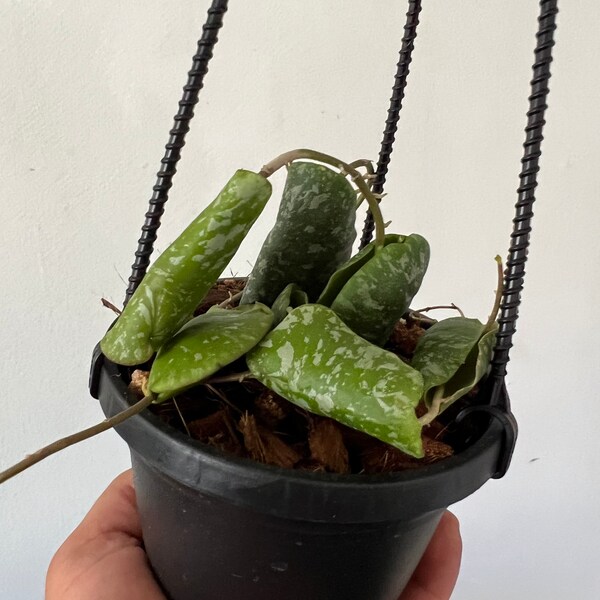 Hoya Imbricata - Etsy