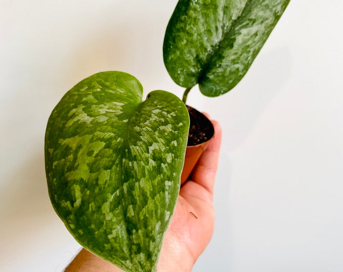 Silver Splash Scindapsus - Rare - Silver Satin Pothos - Starter Plant ...