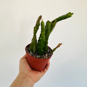 Epiphyllum King Ransom - Tropical Cactus - Orchid Cactus - Yellow ...