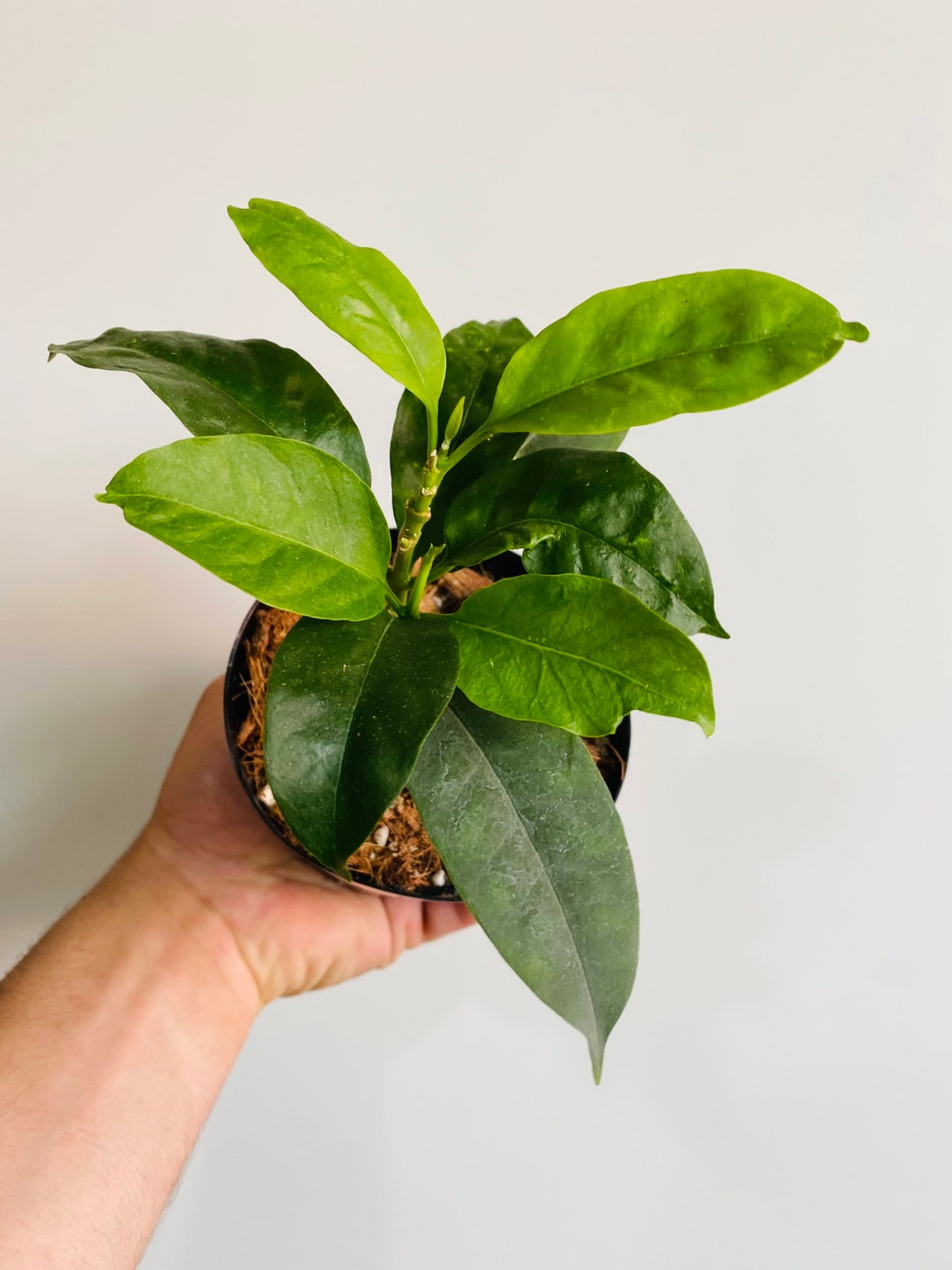 Hoya Multiflora Shooting Star Hoya Tropical Wax Plant in 4 Pot - Etsy