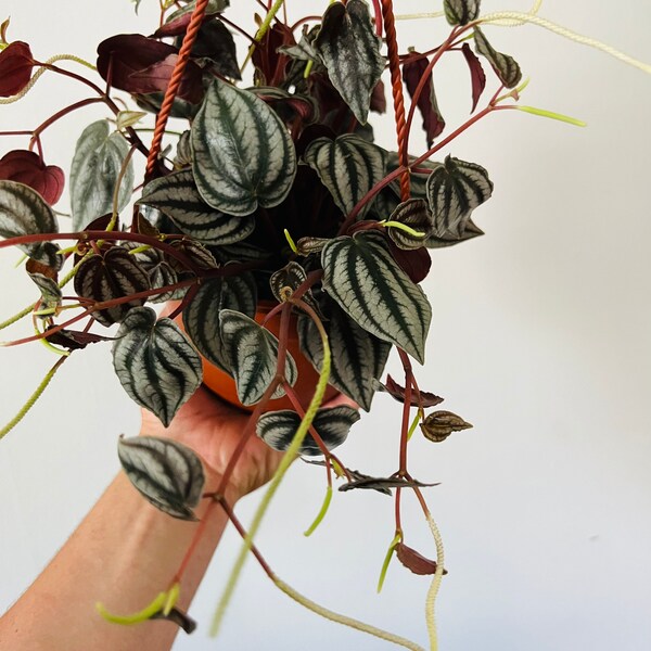Watermelon Peperomia - Etsy
