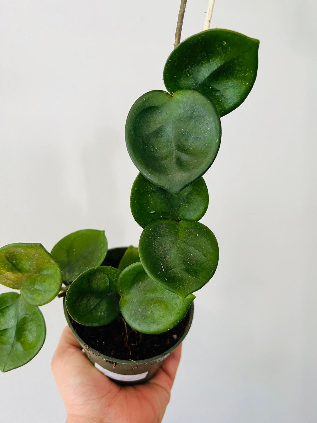 Hoya Chelsea on Totem - Rare Hoya - 4” Indoor Plant - Etsy