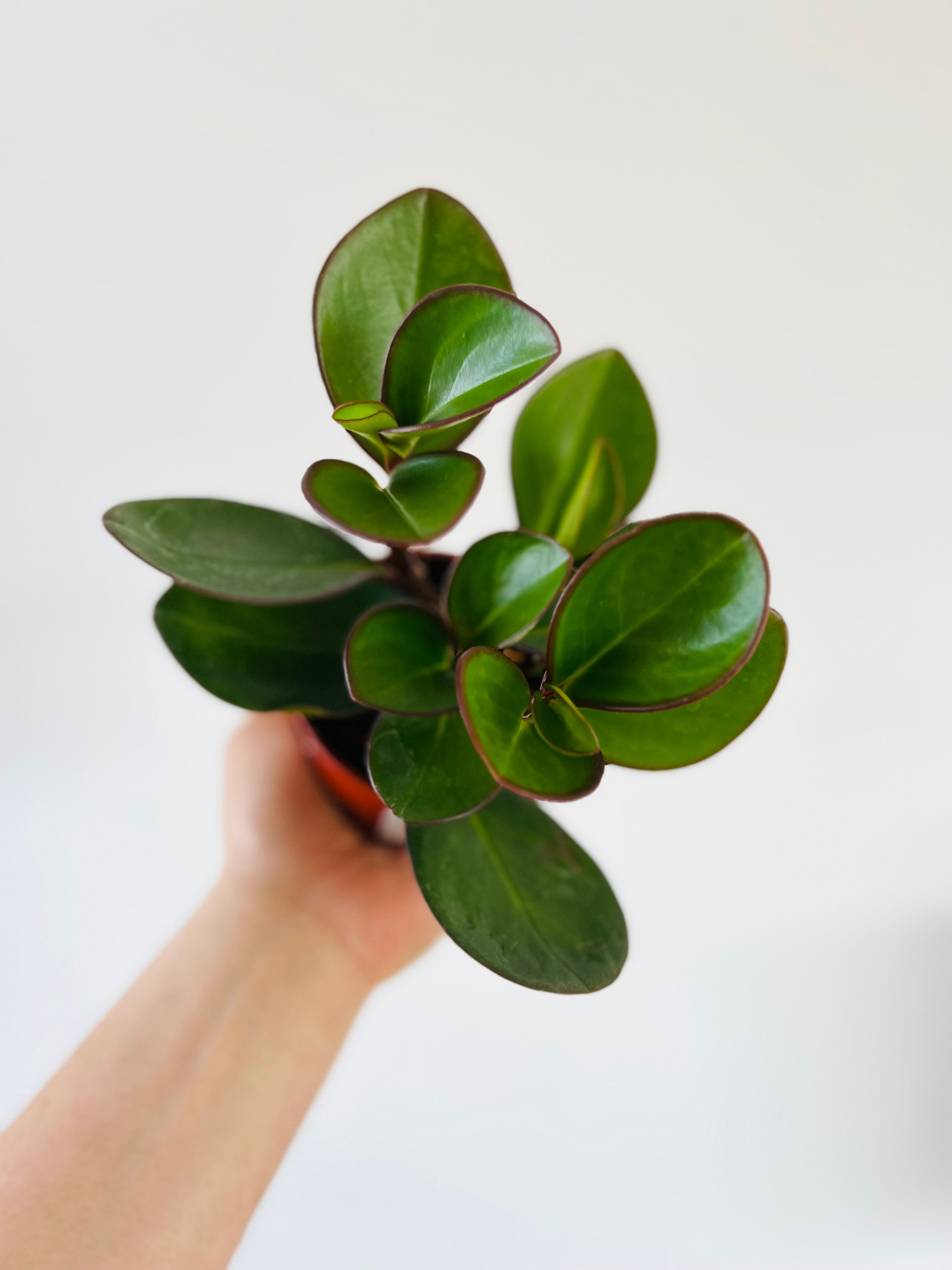 Peperomia Red Margin - Clusifolia Red Rubber Plant - Easy Plants ...