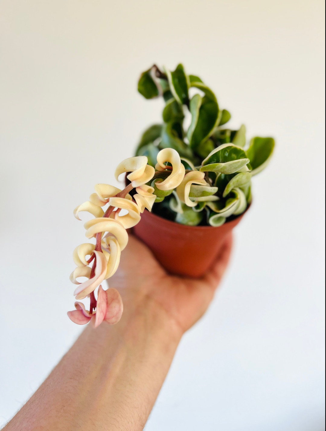 Variegated Hoya Compacta - Hindu Rope Wax Plant - Etsy