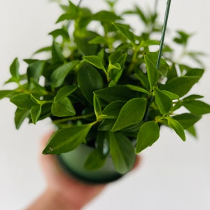 Peperomia Amigo Marcello Trailing Peperomia Live Plant in 4 Pot or 6 ...