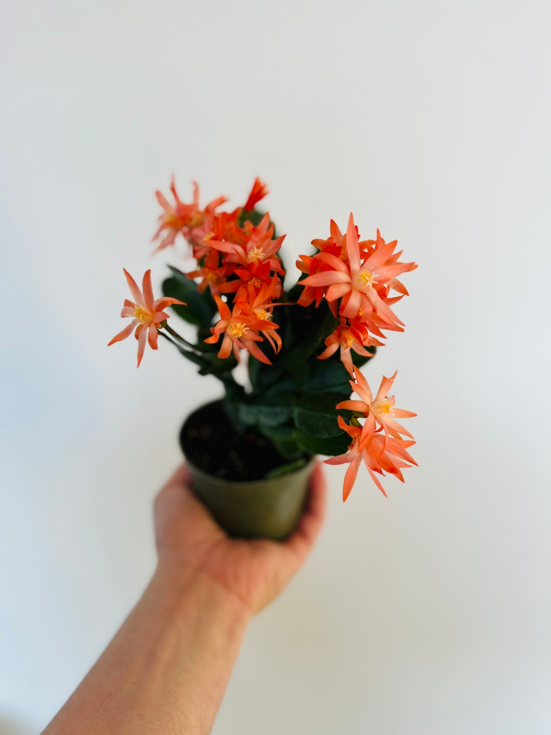 Spring Cactus - Orange Flowers - Schlumbergera Syn. Rhipsalidopsis ...