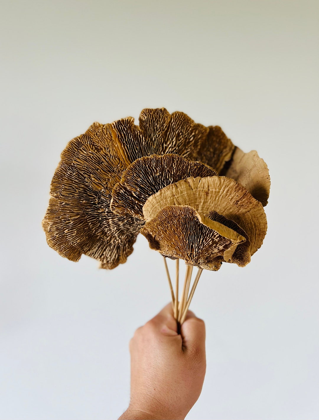 Preserved Mushroom Stems Five Stems Bohemian Decor - Etsy