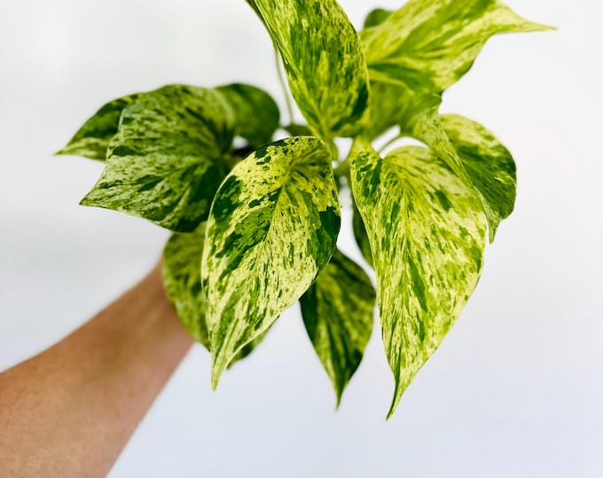 Pothos Snow Queen - Epipremnum Aureum ‘snow Queen’ - Devil’s Ivy ...