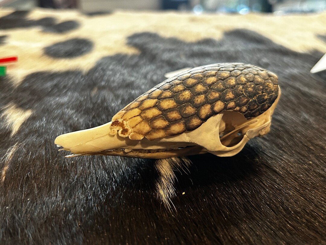 Armadillo Skull - Etsy