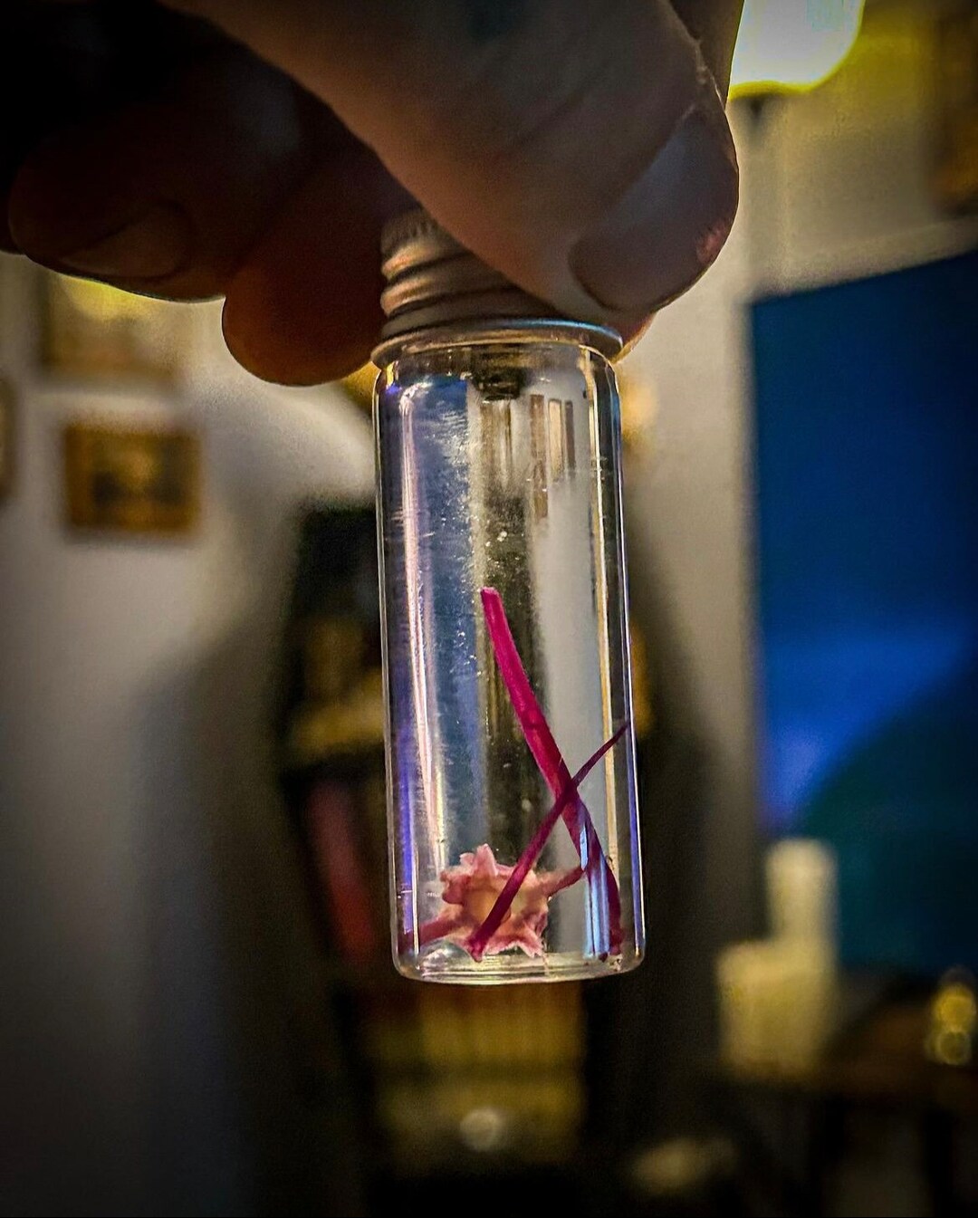 Diaphonized Snake Vertebrae - Etsy