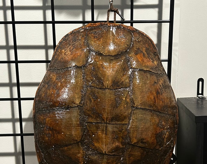 Alligator Snapping Turtle Shell - Etsy